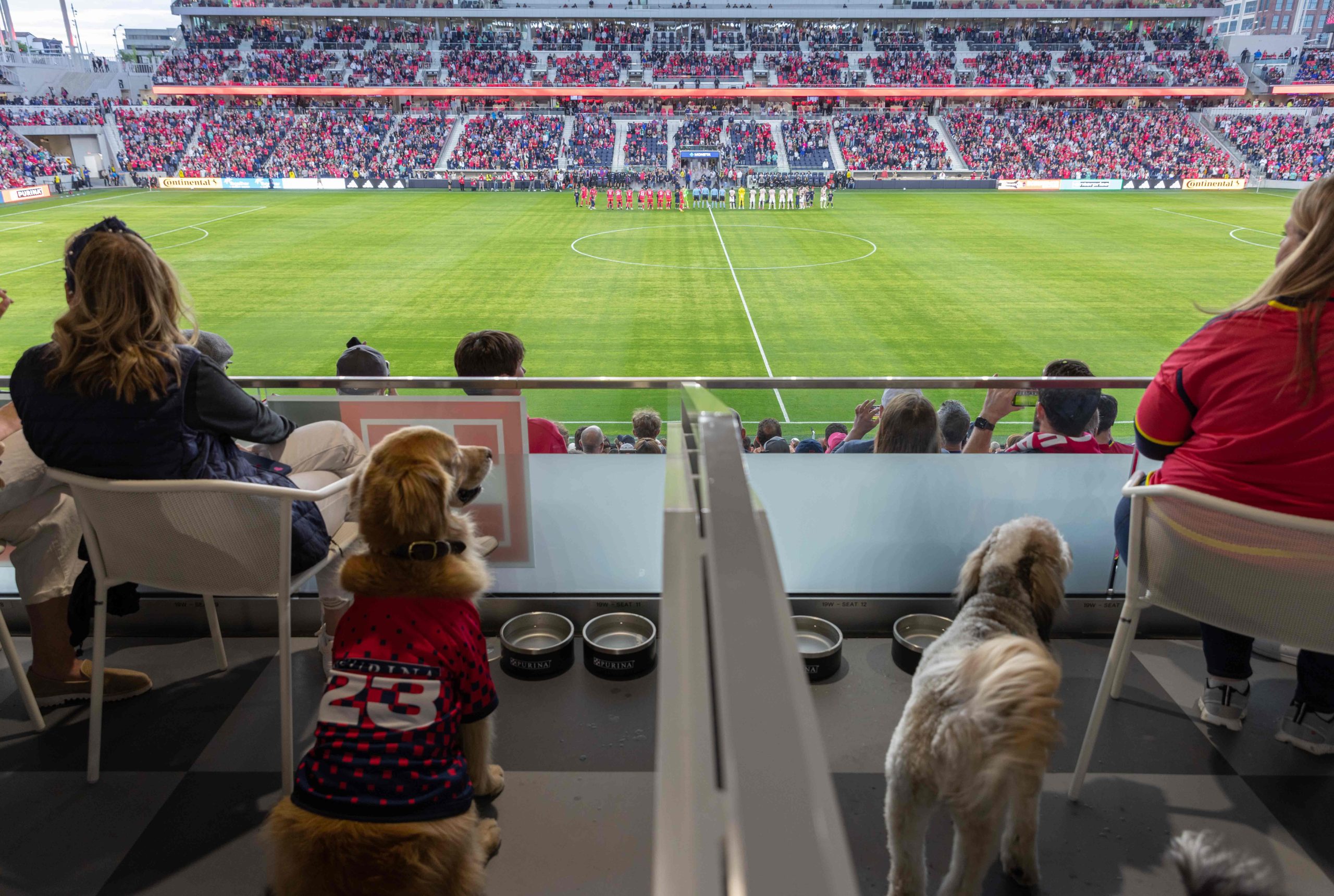 ¿Ir a un estadio con tu perro? Momentum Worldwide monta una activación ...